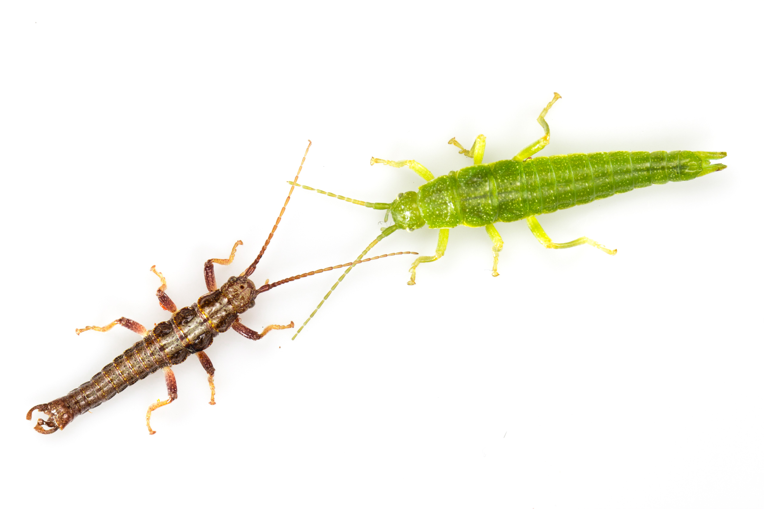 New paper provides evidence of balancing selection on color in stick ...