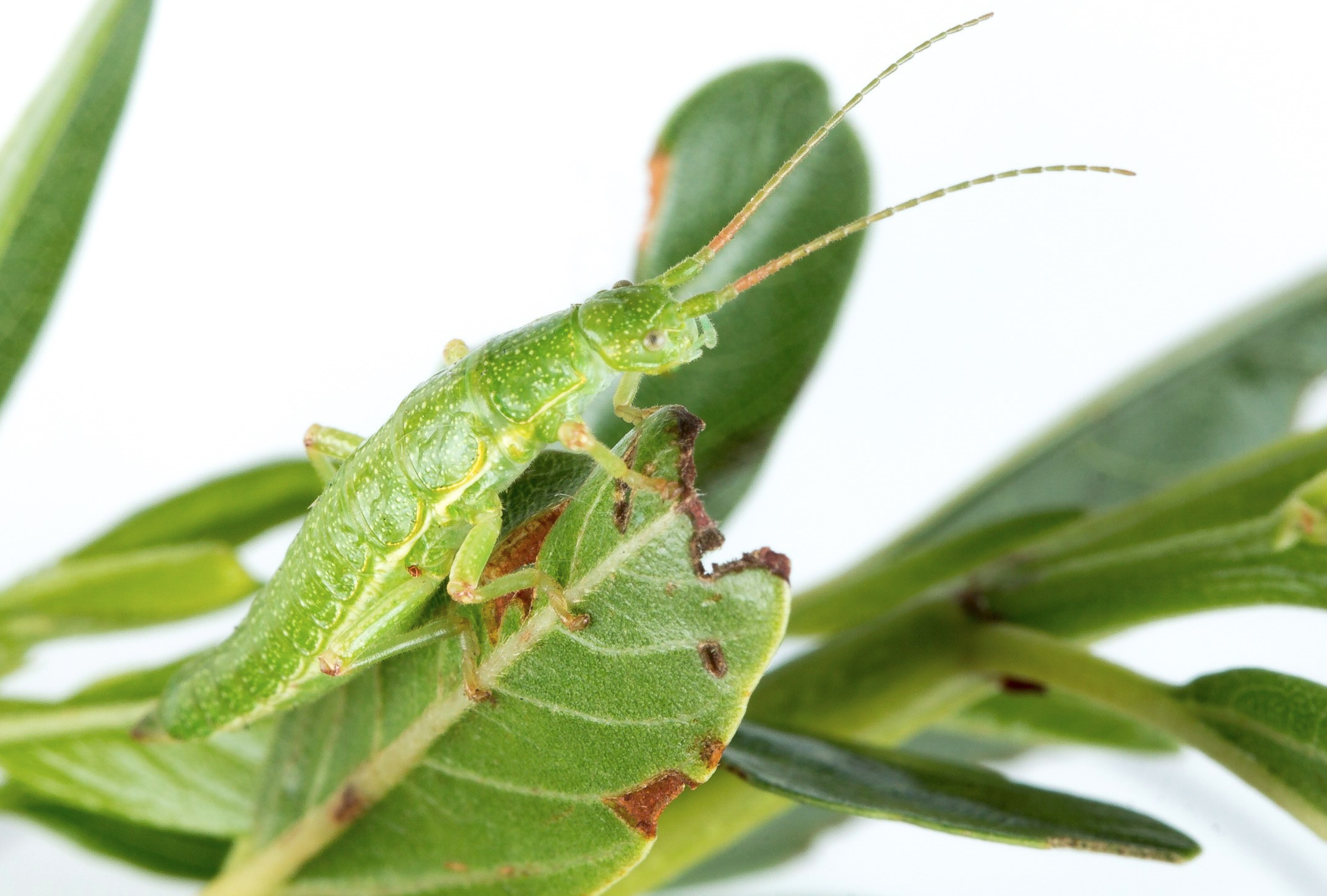 Predictable (and unpredictable) evolution in stick insects | The ...