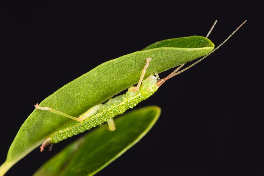 Supermutation and the evolution of discrete color morphs in stick ...